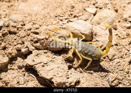 Deathstalker / Palestine Yellow Scorpion (Leiurus quinquestriatus ...