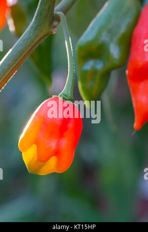 Red Hot Chillies Peppers Stock Photo - Alamy