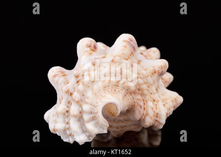 Terebridae auger sea shell isolated on white with clipping path Stock ...