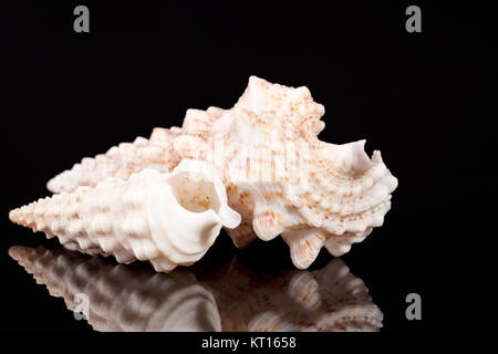 Terebridae auger sea shell isolated on white with clipping path Stock ...