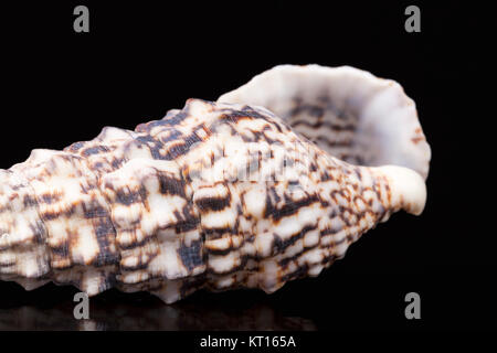 Terebridae auger sea shell isolated on white with clipping path Stock Photo - Alamy