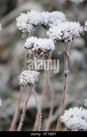 garden, brown, brownish, brunette, frozen, equipment, blizzard, dig ...