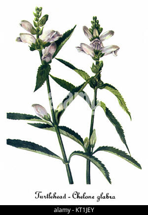 The white turtlehead (Chelone glabra) species of plant native to North ...