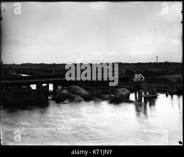 This photograph by Brother Bertram captures Chinese working cattle ...