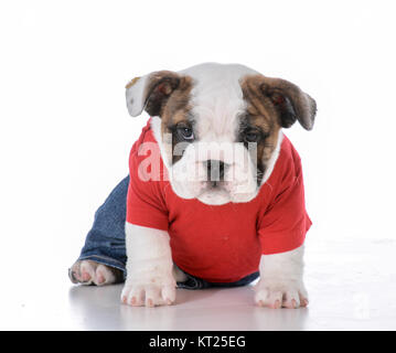 cute bulldog puppy wearing jeans and red shirt Stock Photo - Alamy