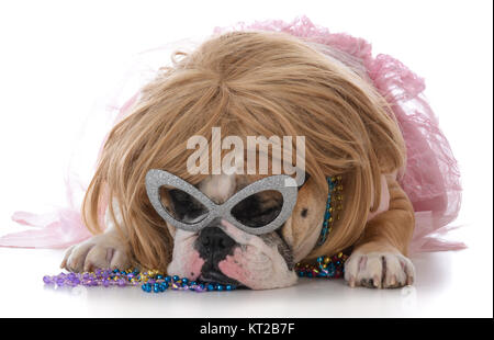 female english bulldog wearing blonde wig on white background Stock ...