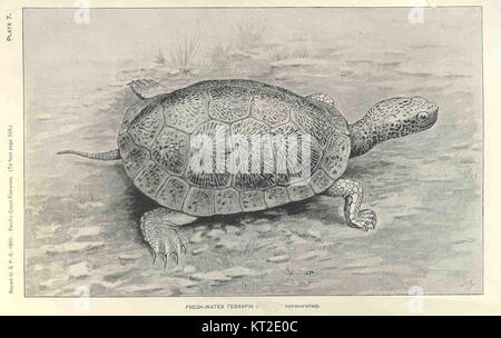 River turtle in the habitat. Turtle in the water and basking on the ...