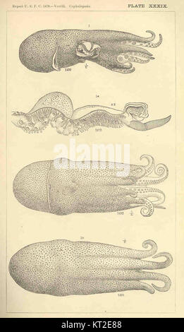 Cephalopods are a group of marine animals known for their complex ...