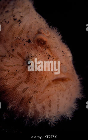 Spotfin frogfish - Antennatus nummifer Stock Photo - Alamy