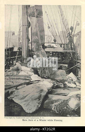 This historical photograph shows the process of flensing a blue whale ...