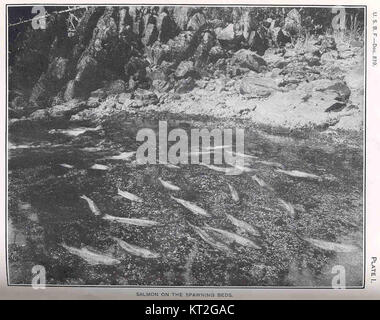 This image captures salmon on spawning beds, an important natural ...