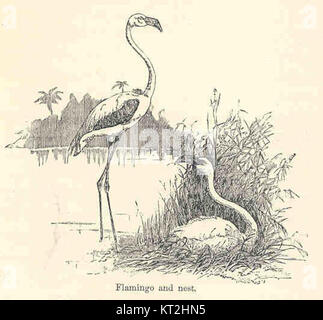 This photograph captures a nesting bird in New Zealand, with fluffy ...