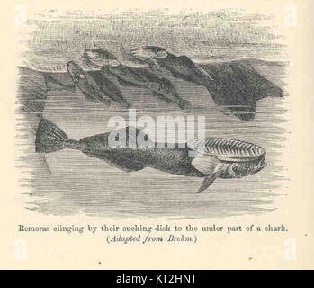 Remora, also known as Suckerfish or Sucking Fish Stock Photo - Alamy