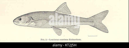 Peamouth (Mylocheilus caurinus Stock Photo - Alamy
