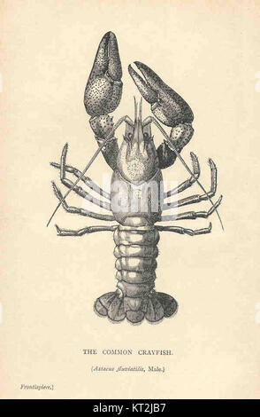 The Common Crayfish (Astacus fluviatilis) is a freshwater species, with ...