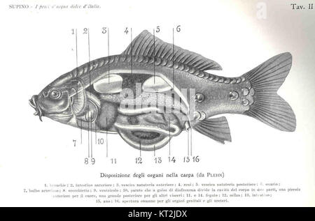 Anatomy of the carp Stock Photo - Alamy