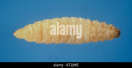 Aethina tumida, also known as the small hive beetle, is a destructive ...