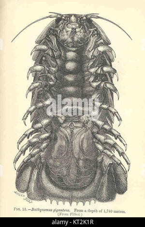 Bathynomus giganteus, known as the giant isopod, is a large crustacean ...
