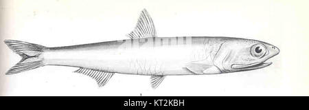 Australian Anchovy (Engraulis australis Stock Photo - Alamy