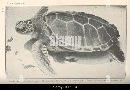 The green sea turtle, also known as Chelonia mydas, is a large marine ...