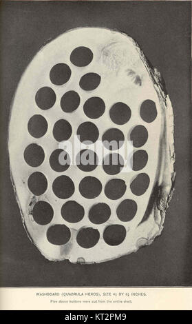 The washboard, Quadrula heros, is a species of freshwater mussel. The ...