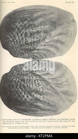 The Washboard, Quadrula Heros, is a freshwater mussel species native to ...