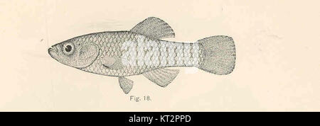 Lucania parva, a species of fish, is known for its small size, with ...