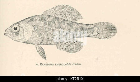 Everglades pygmy sunfish (Elassoma evergladei Stock Photo - Alamy
