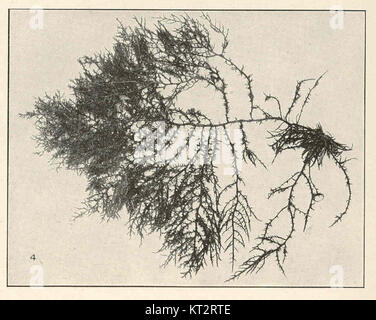 Chondria dasyphylla is a species of red algae that thrives in cold ...