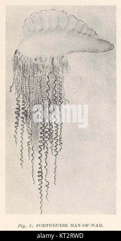 The Portuguese man-of-war is a marine organism often mistaken for a ...