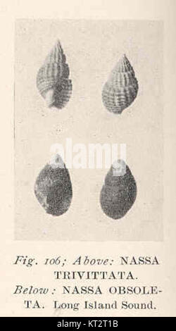 The image features the shells of two species of scallops: Pecten ...