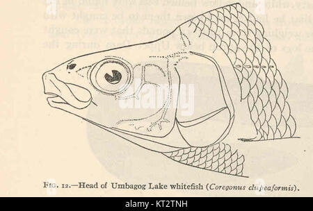 The Lake whitefish, also known as Coregonus clupeaformis, is a species ...