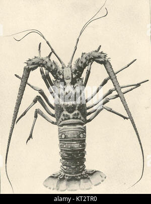 The dorsal view of an adult female lobster with external eggs provides ...