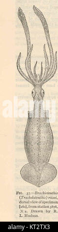 This image shows marine life collected during the Danish Ingolf ...
