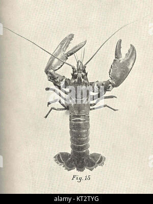 This image shows an immature female lobster viewed from the ventral ...