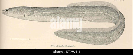 The eel species Anguilla chrysypa, commonly known as the American eel ...