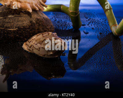 mussel with bamboo and coconut Stock Photo - Alamy