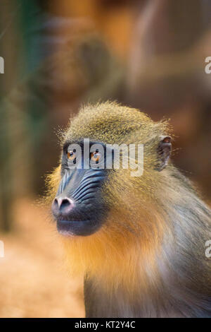 Portrait of Mandrill Stock Photo - Alamy