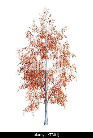 Autumn tree background on white BG Stock Photo - Alamy