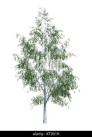 Beautiful spring tree isolated on white background Stock Photo - Alamy