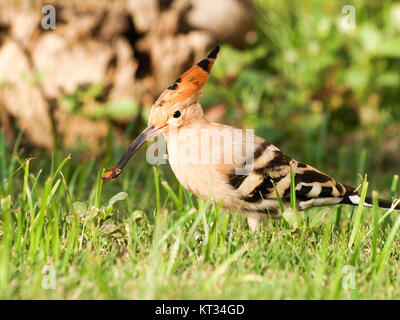 beautiful eurasian hoopoe (Upupa epops) - feeding on insects Stock ...
