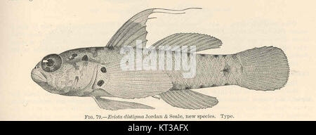 Scientific illustration of the newly described fish species Callyodon ...
