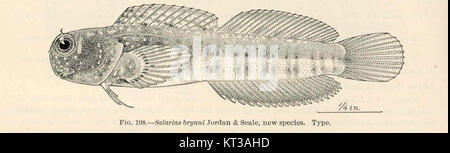 Illustration of the newly discovered fish species Eviota distigma ...
