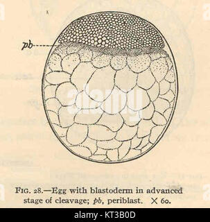 The Anchovia mitchilli is a species of fish from the anchovy family ...