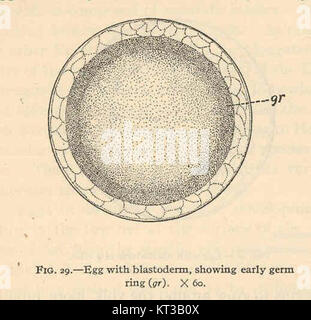 This image shows an egg of Anchovia mitchilli, a species of fish ...