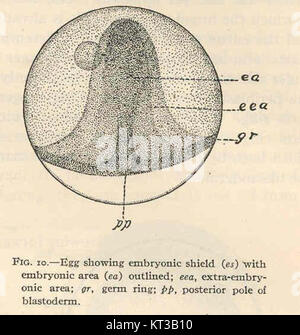 The image shows an egg of Bairdiella chrysura with its blastoderm ...