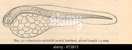Anchovia mitchilli is a species of fish from the family Engraulidae ...