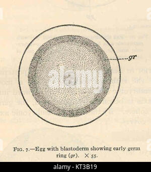 This scientific image shows the egg of Bairdiella chrysura, a fish ...