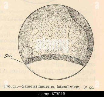 This image depicts the egg of a Bairdiella chrysura, a species of fish ...