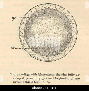 A scientific image of an Anchovia mitchilli egg showing its embryo in ...